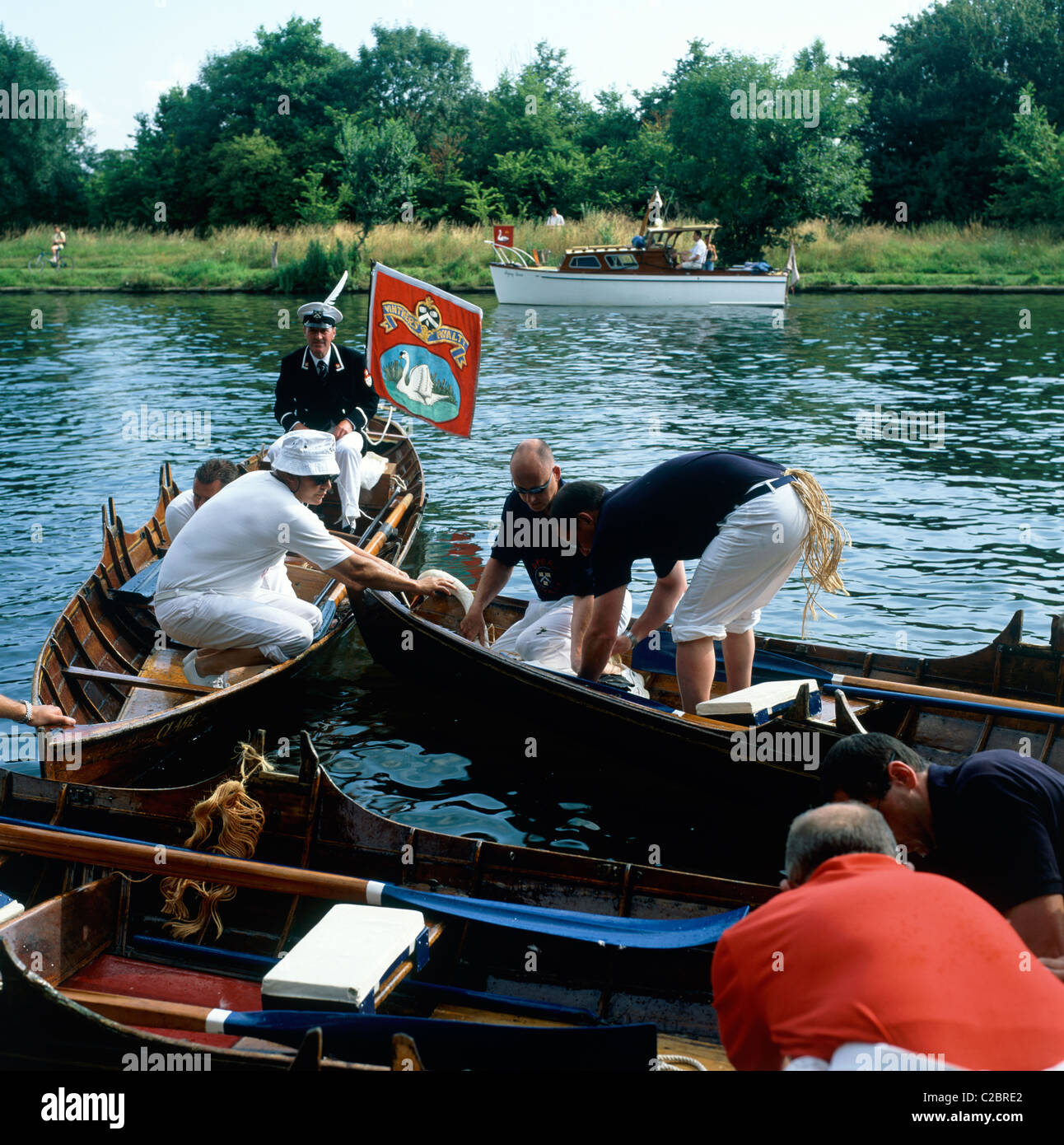 Swan Upping Berkshire England Stock Photo - Alamy