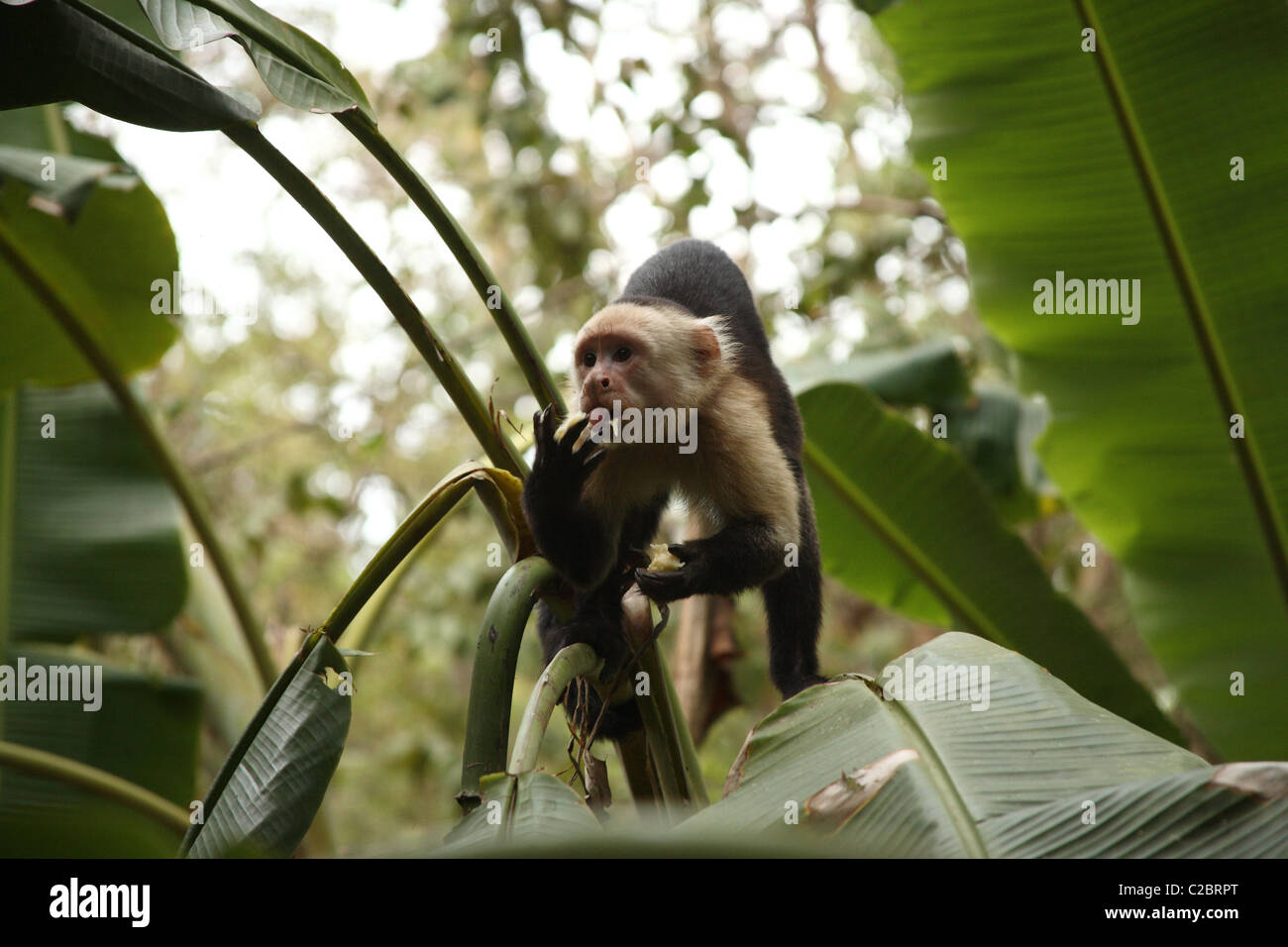 Capuchin monkey eating hi-res stock photography and images - Alamy