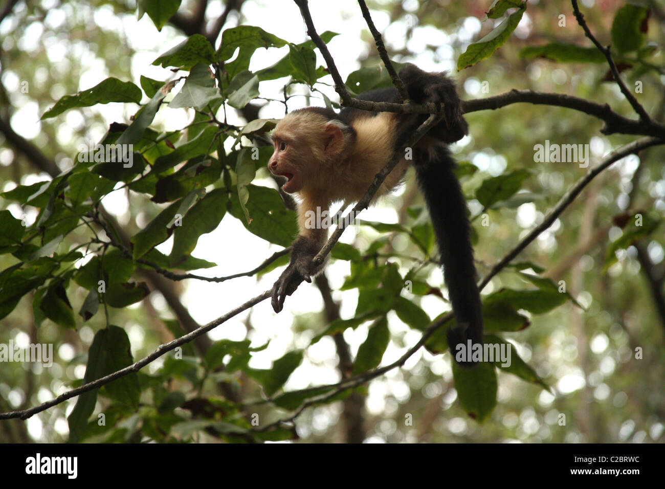 Little capuchin monkey hi-res stock photography and images - Alamy