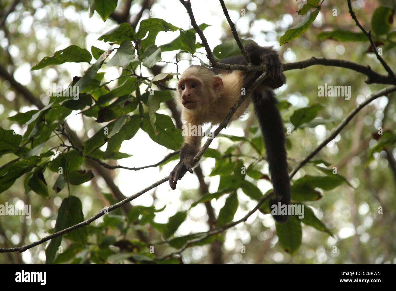 White-faced Capuchin monkey in a tree Stock Photo - Alamy