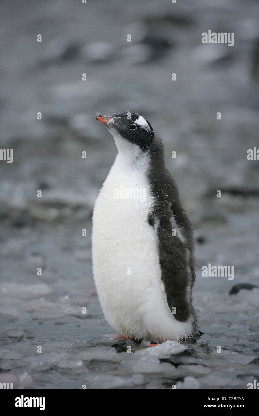 Penguin beak broken hi-res stock photography and images - Alamy