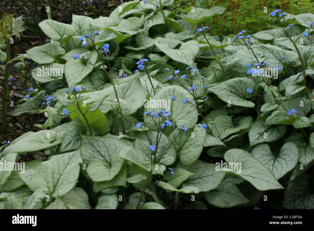 Brunnera 'Jack Frost' Stock Photo - Alamy