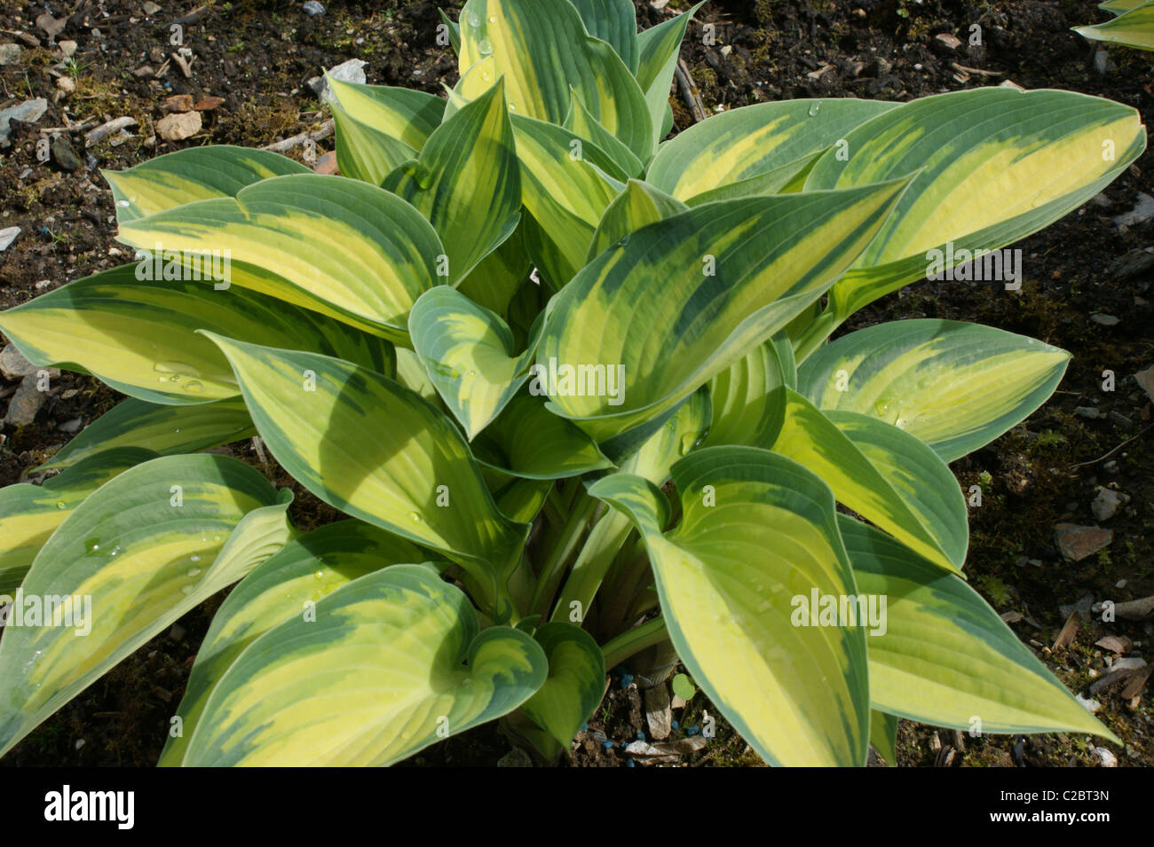 Hosta sieboldiana cv Stock Photo - Alamy