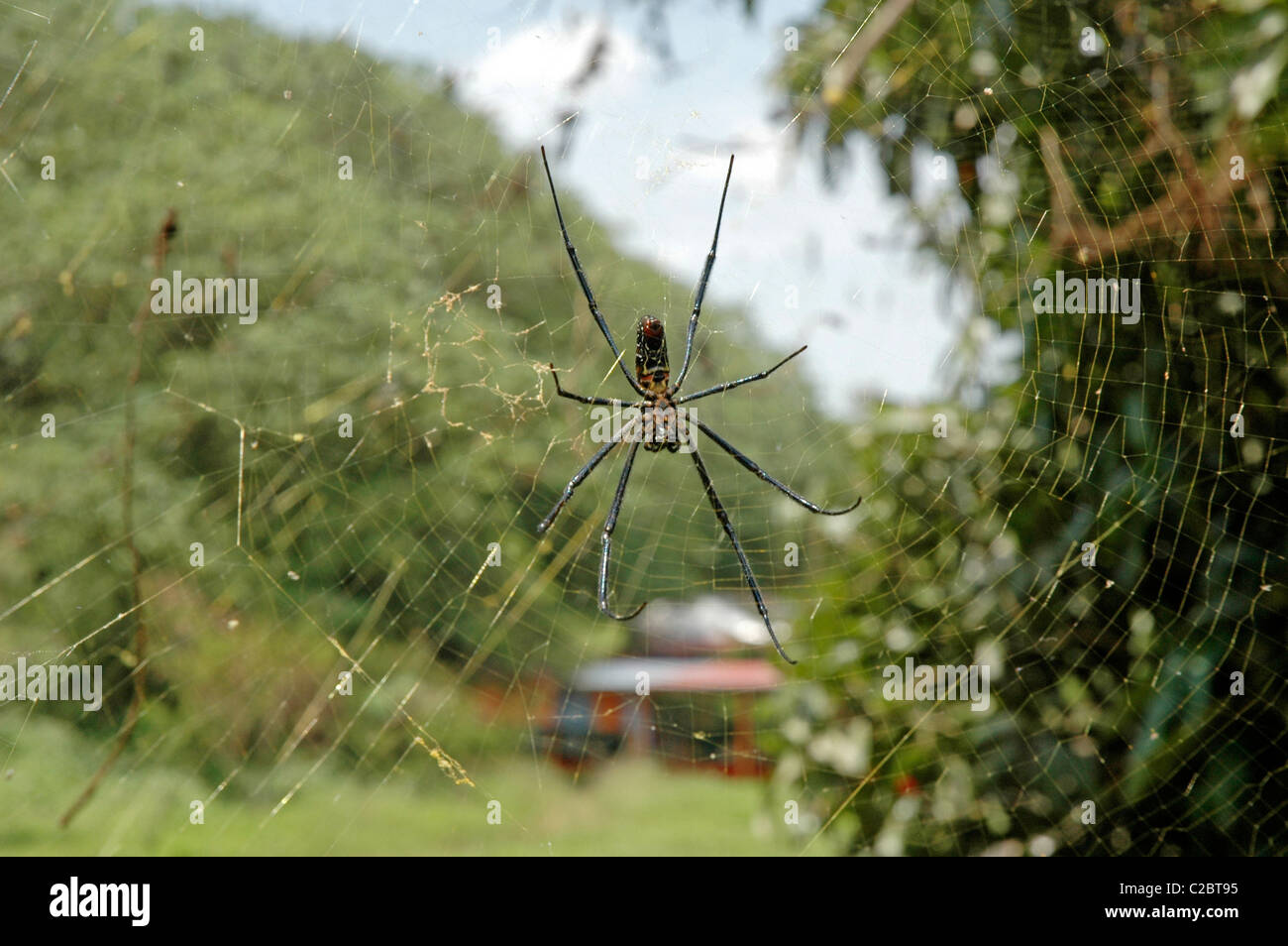 Spider (Araneous diadenatus) wrapping prey in silk.uganda,africa Stock ...