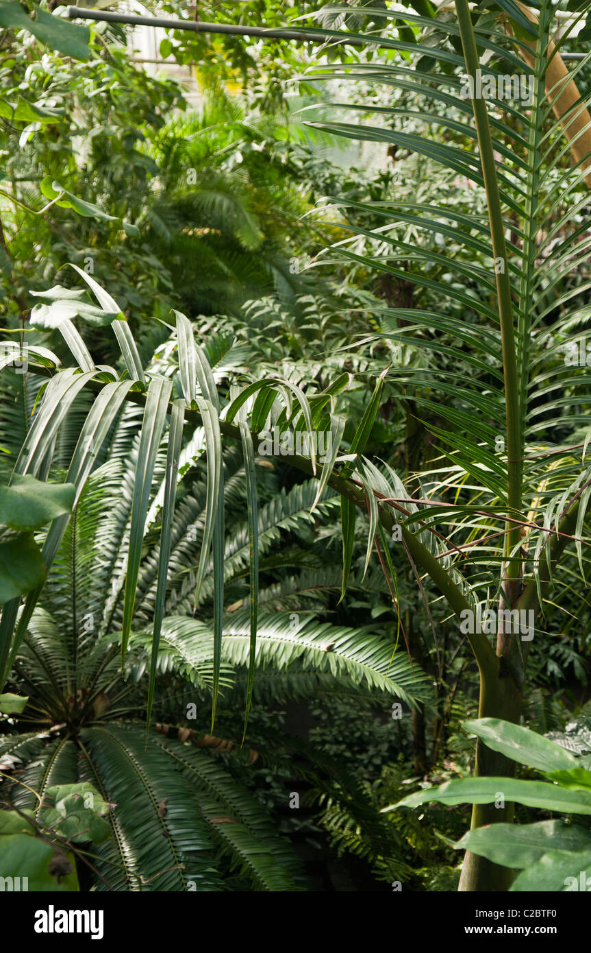 Tropical ravine botanic gardens hi-res stock photography and images - Alamy