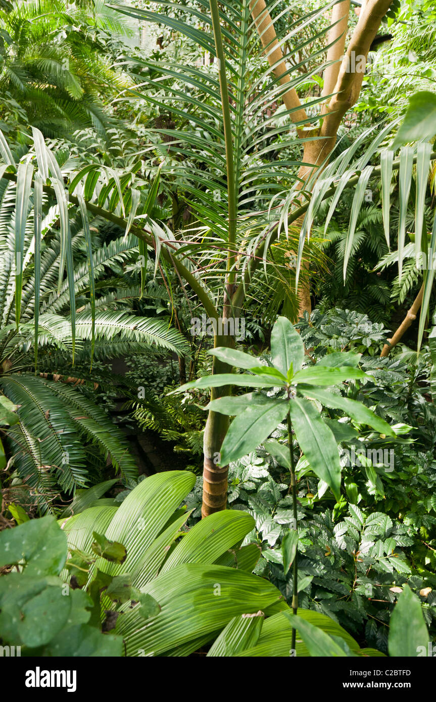 Tropical Rainforest Foliage Amazon Rainforest Dense Jungle Foliage