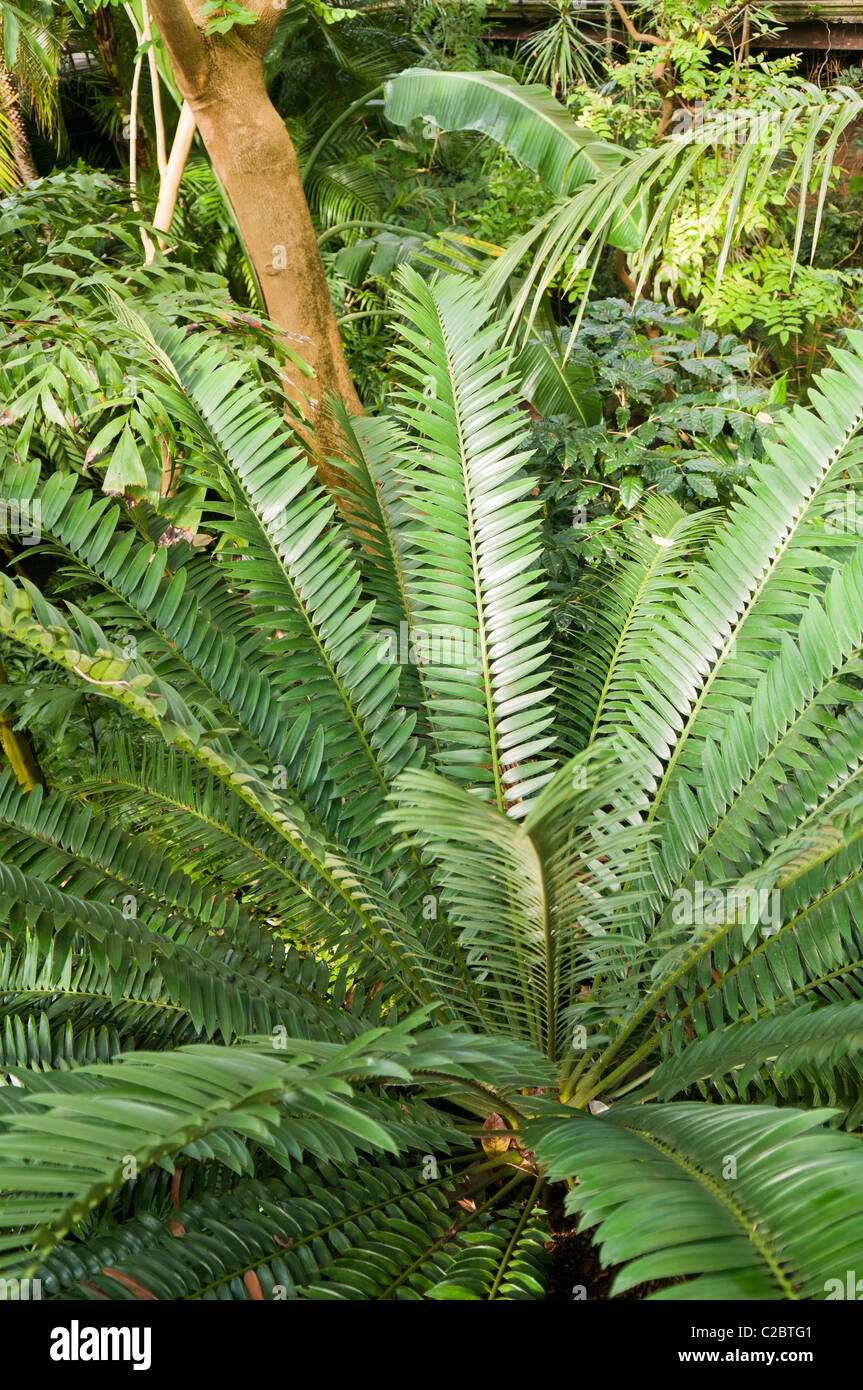 Dense jungle foliage in indoor rainforest at Tropical Ravine, Botanic ...
