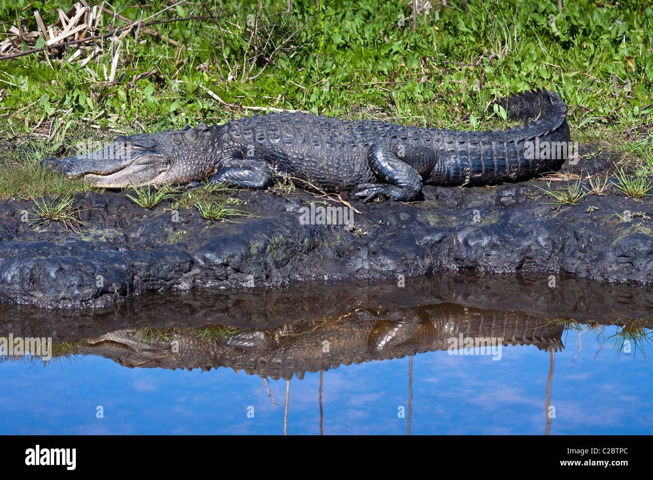 Alligator and Reflection of an alligator lying on river bank above ...