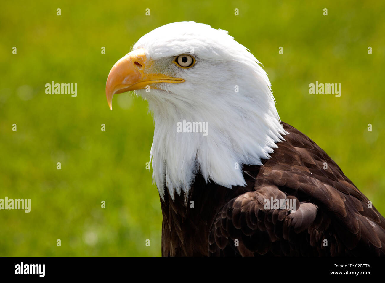 Portrait close up of a Bald Eagle Stock Photo - Alamy