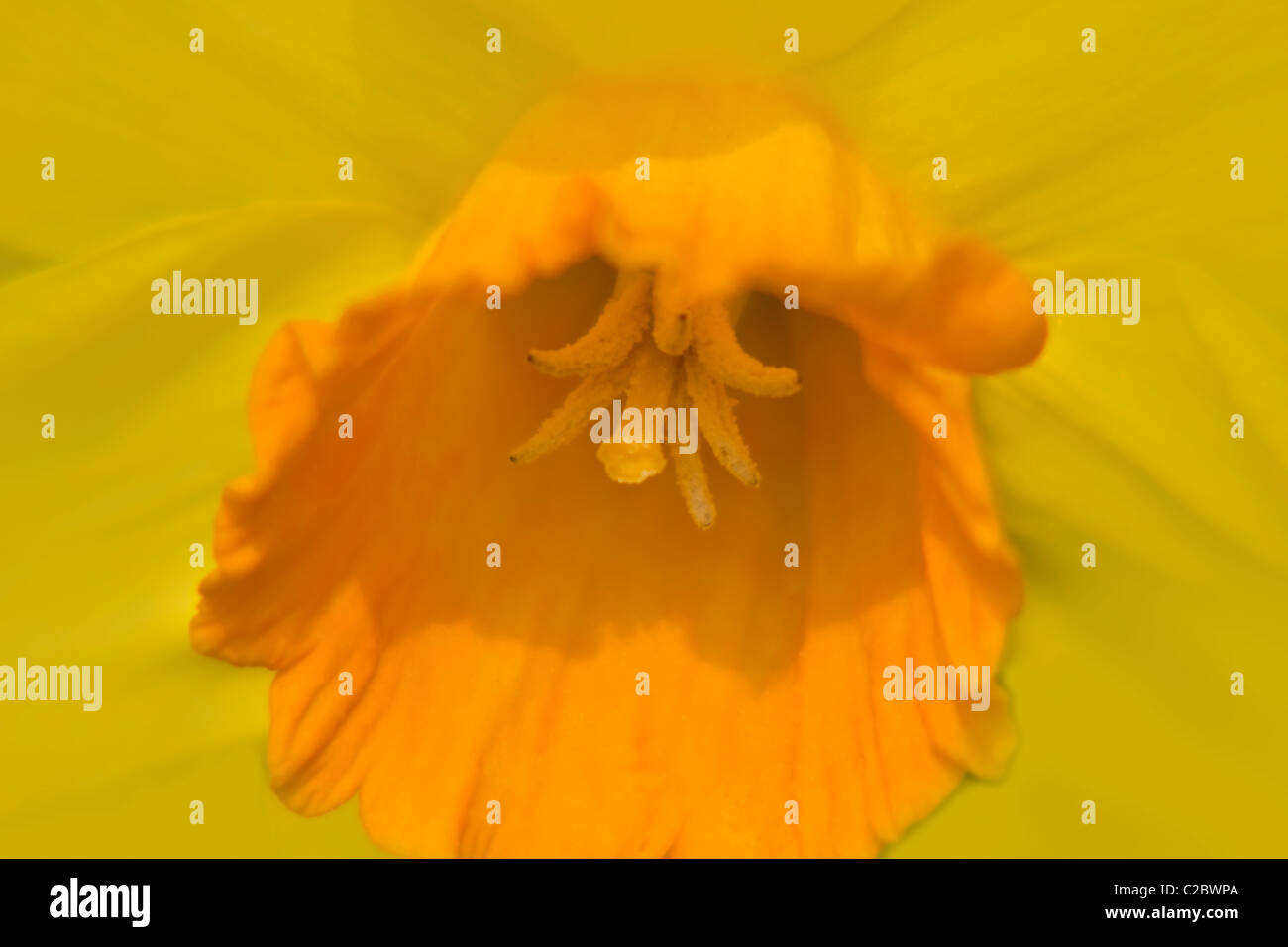 Zooming in real close to a lovely daffodil head Stock Photo - Alamy