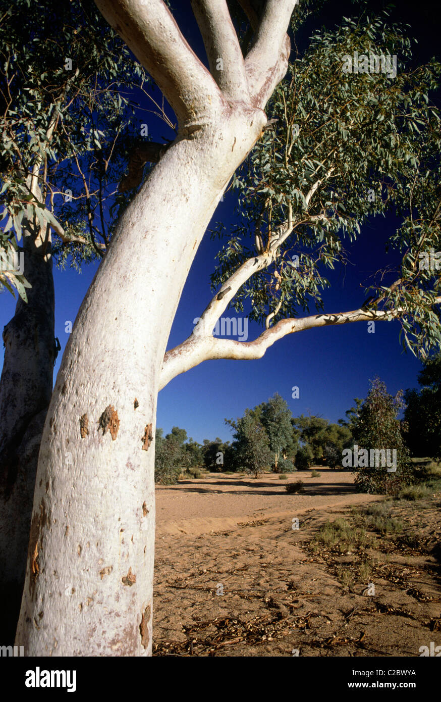 Red bark gum tree in hi-res stock photography and images - Alamy