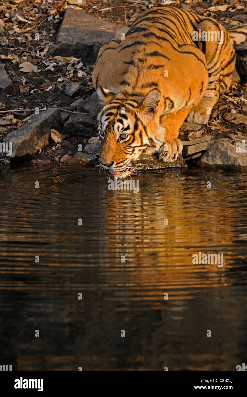 Tiger Drinking Water High Resolution Stock Photography and Images - Alamy