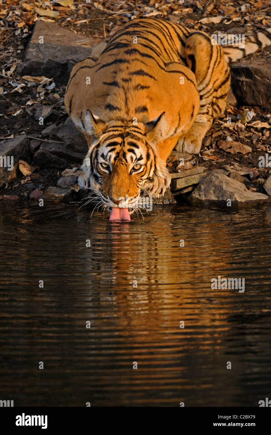Tiger drinking from a water hole in Ranthambhore national park, India ...