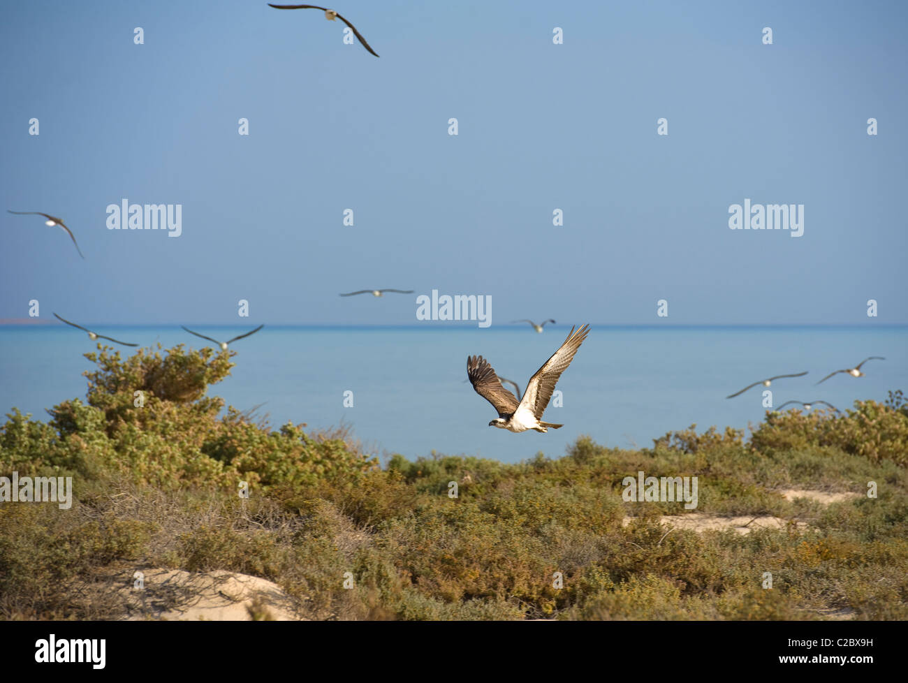 Large Osprey flying over bushes of a bird sanctuary nature reserve ...