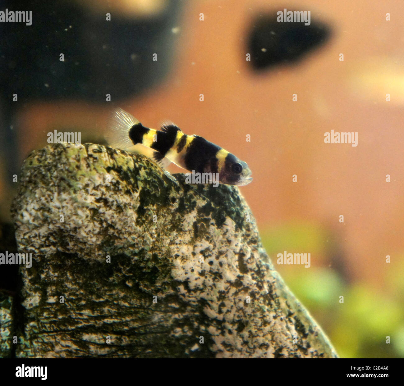 Bumble bee Goby, tropical fish Stock Photo - Alamy