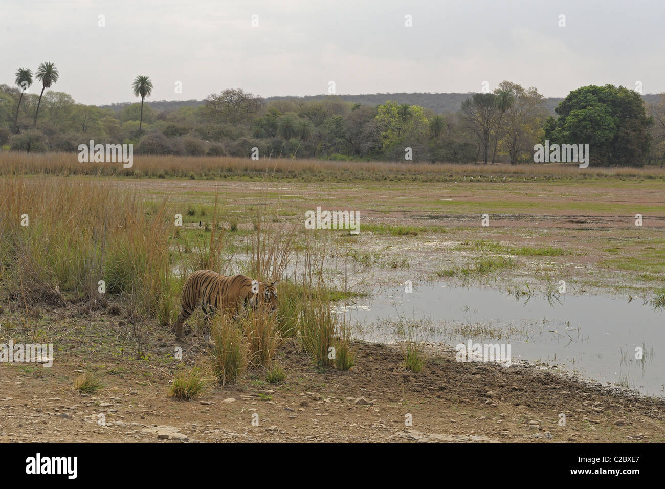 Tiger walking along forest hi-res stock photography and images - Alamy