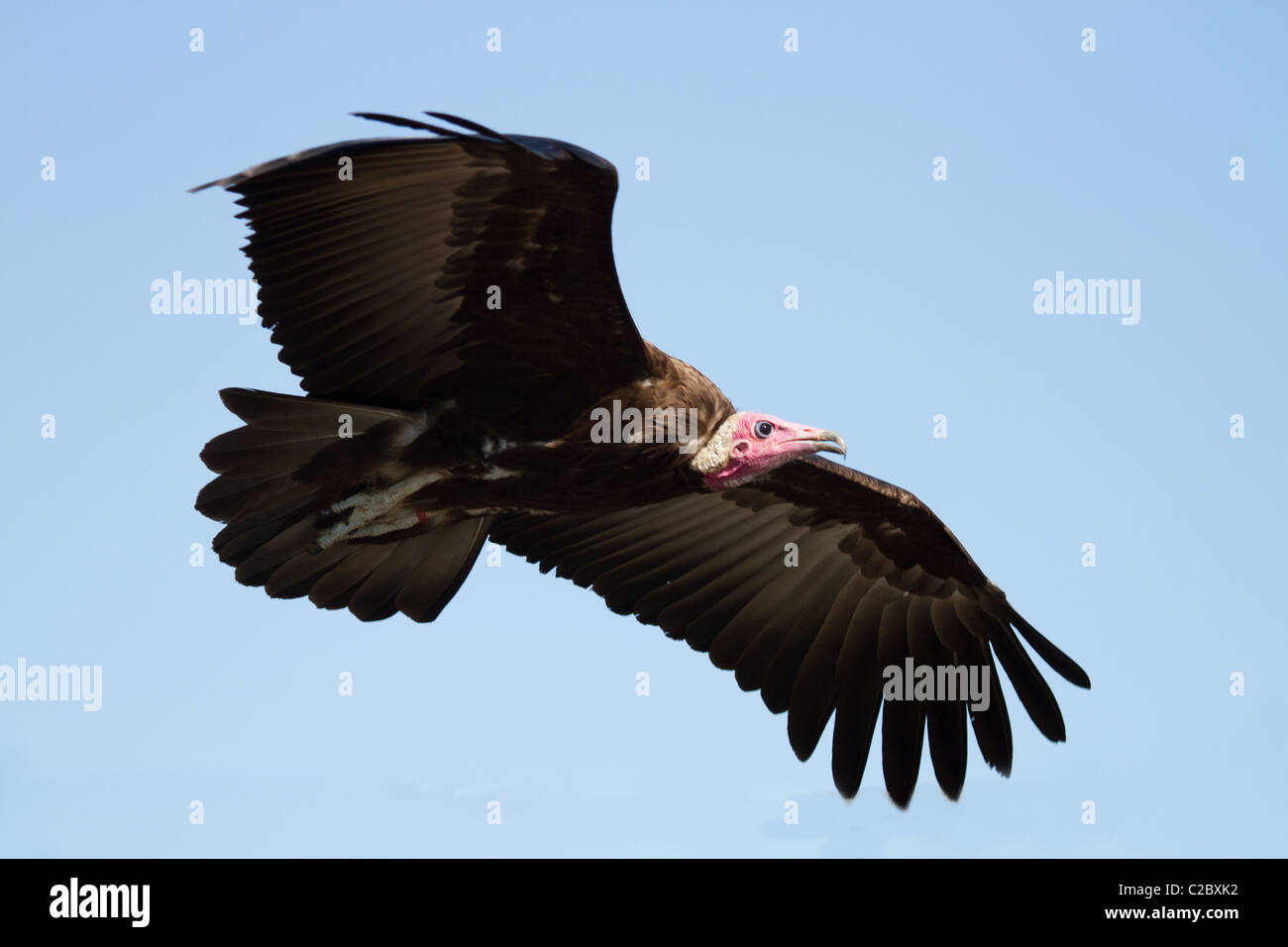 Vulture in flight Stock Photo - Alamy