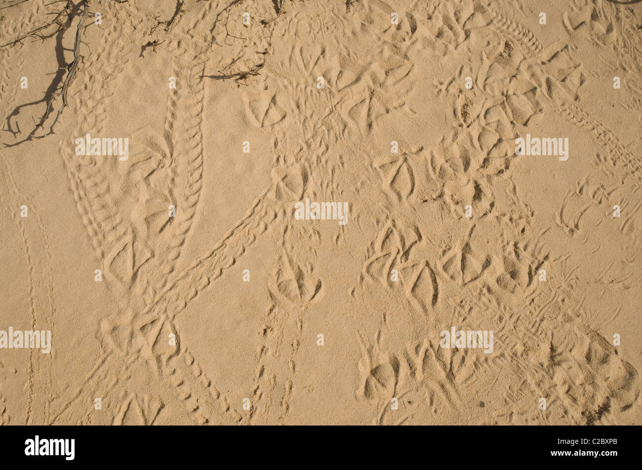 Bird tracks on the beach High Resolution Stock Photography and Images ...