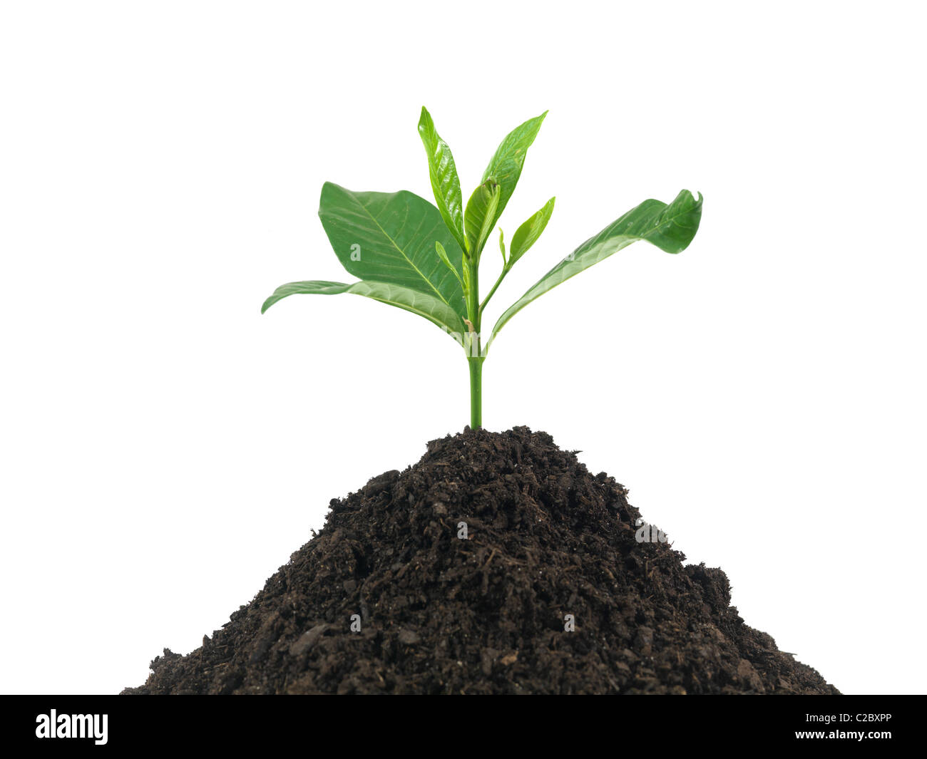 A seedling growing in soil isolated against a white background Stock ...