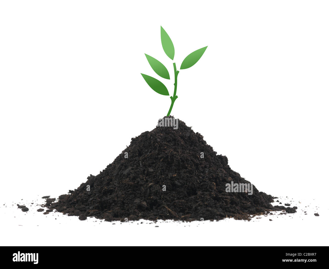 A seedling growing in soil isolated against a white background Stock ...