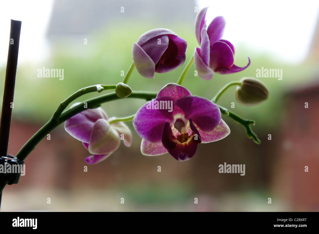 Close up of miniature orchid Stock Photo - Alamy