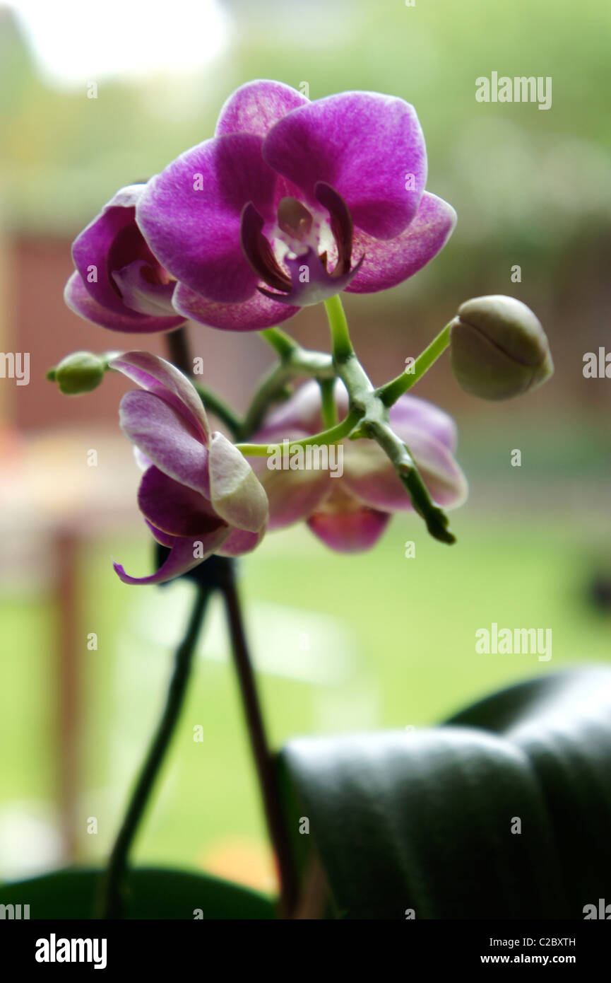 Close up of miniature orchid Stock Photo - Alamy