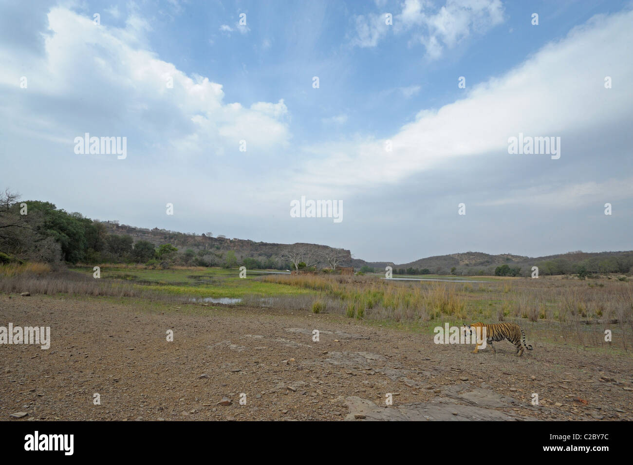 Tiger walking along the shore of a lake in Ranthambhore national park ...