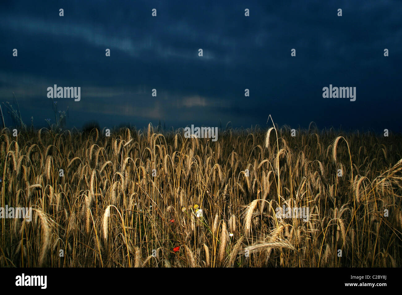 Grainfield at night Stock Photo - Alamy