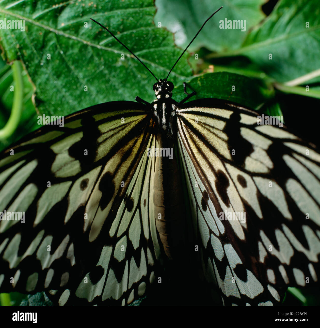 Butterfly defense mechanism hi-res stock photography and images - Alamy