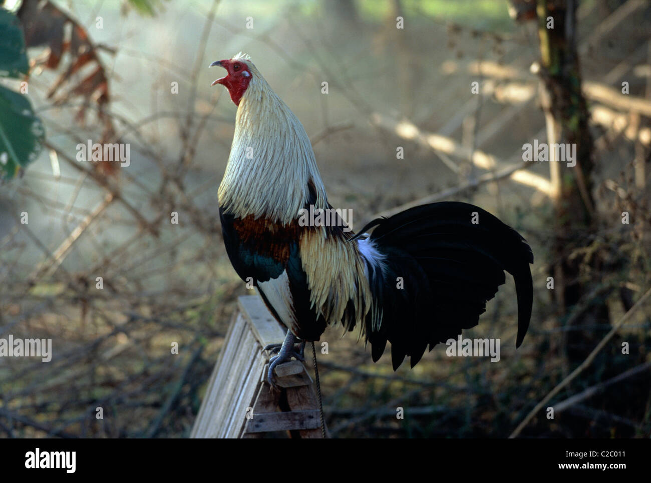 Fighting Cock Luzon Philippines Stock Photo - Alamy