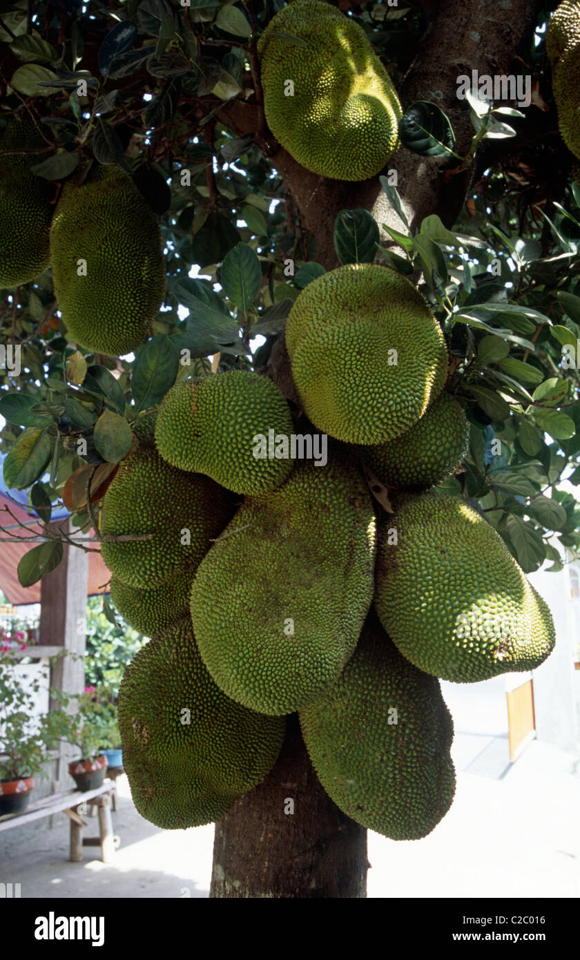 Jack Fruit/ Durian Luzon Philippines Stock Photo - Alamy
