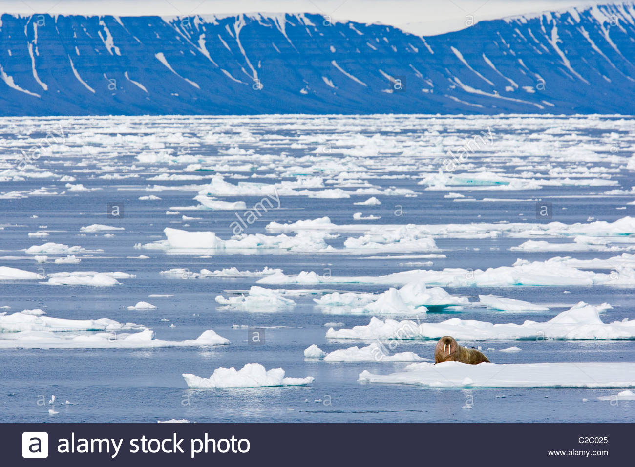 A walrus in an arctic landscape Stock Photo - Alamy