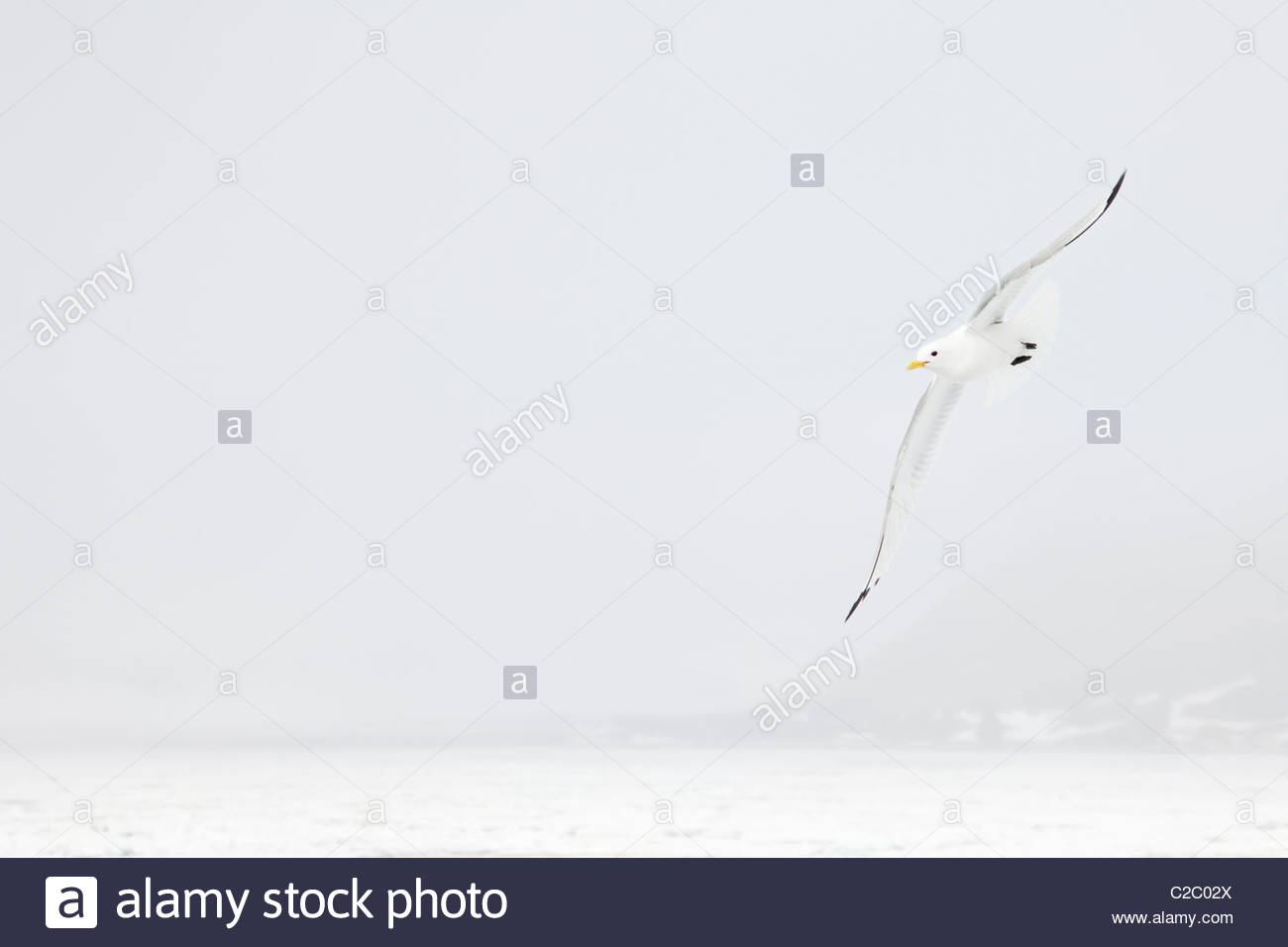 A kittiwake flying against a white sky Stock Photo - Alamy