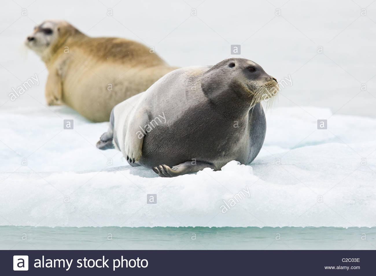 Bearded seal close up hi-res stock photography and images - Alamy