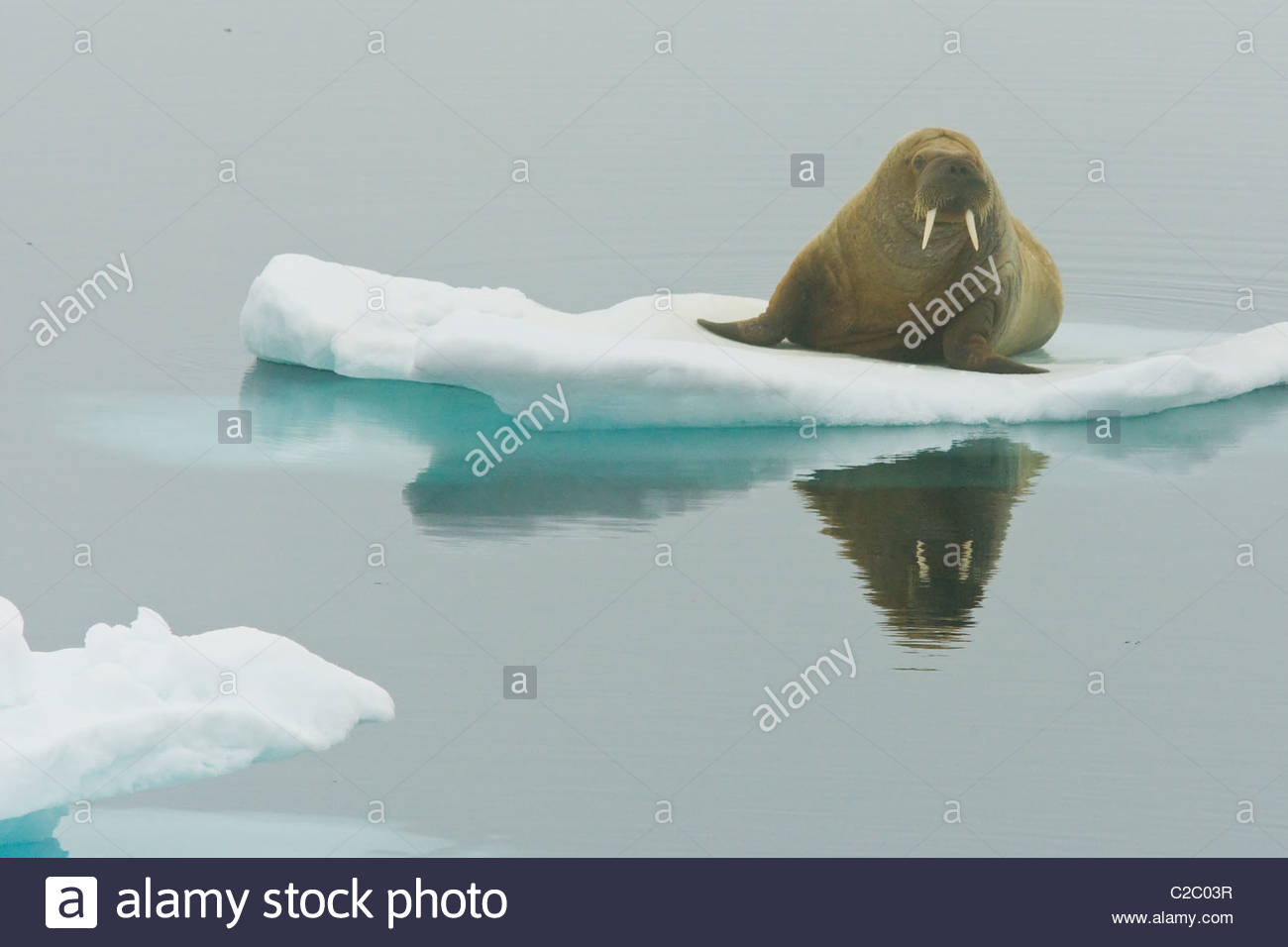 A walrus rests on Arctic pack ice Stock Photo - Alamy