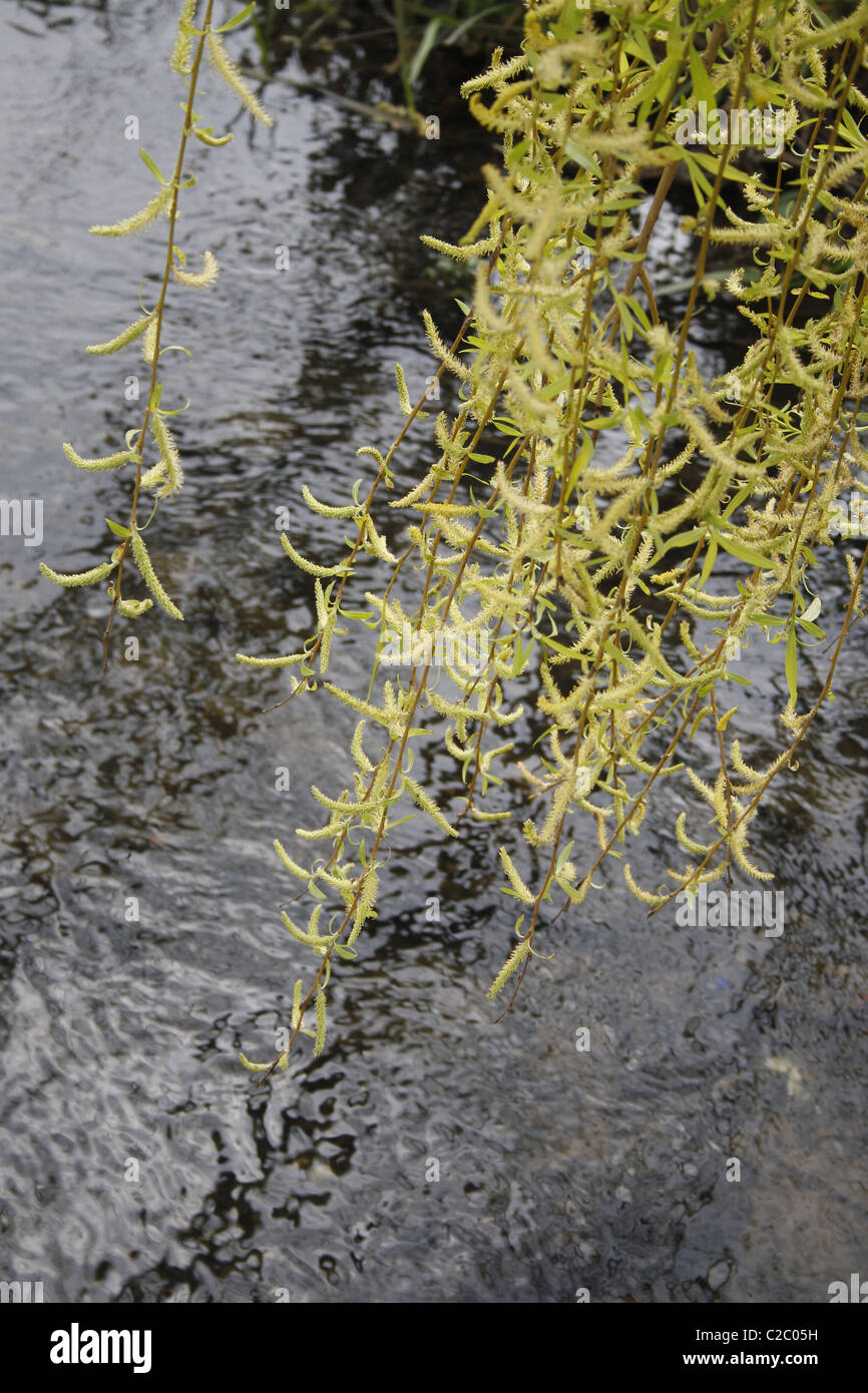 Weeping willow hanging over river ryton, Worksop, Notts, England Salix ...