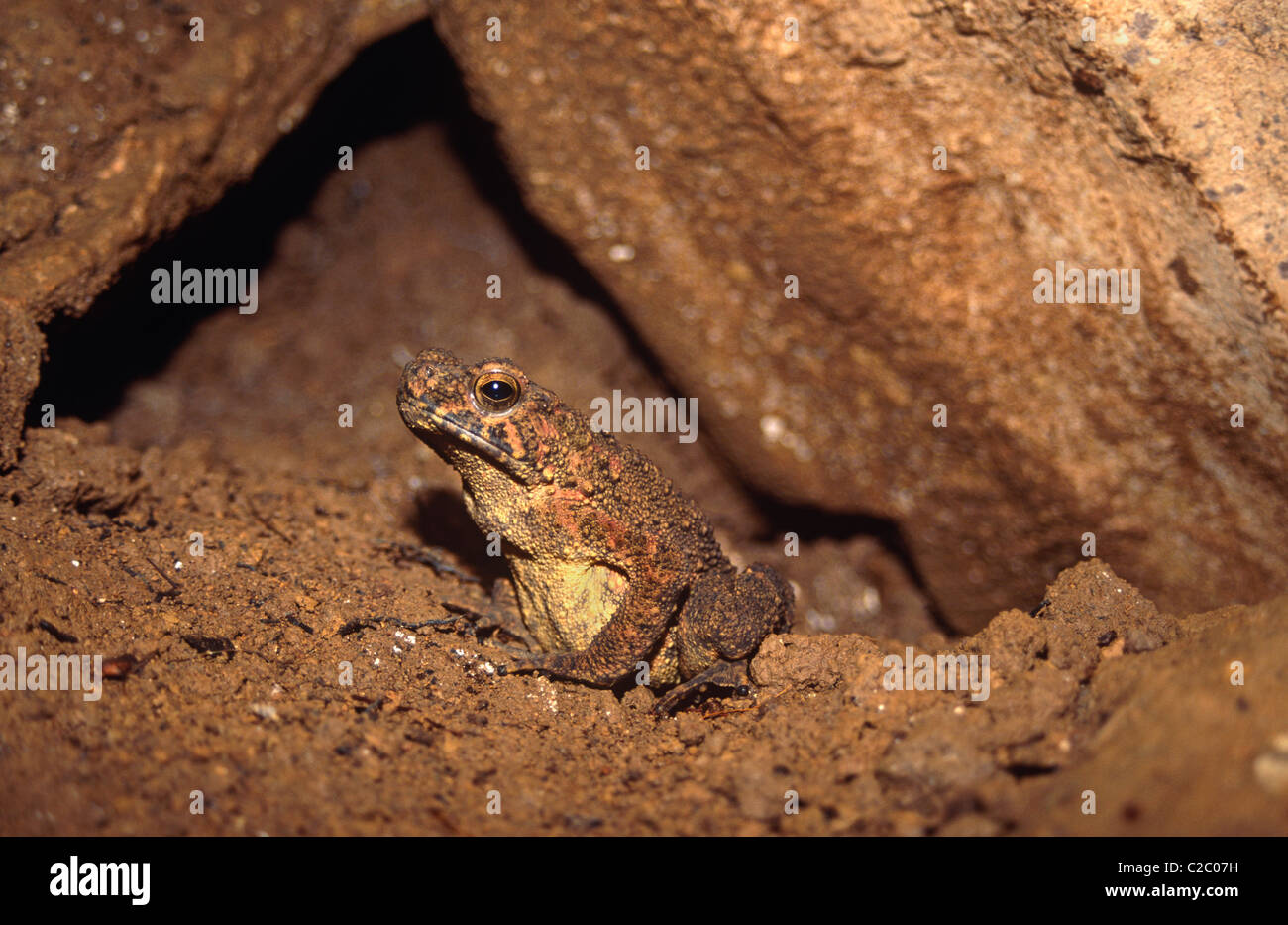Giant asian toad bufo asper hi-res stock photography and images - Alamy