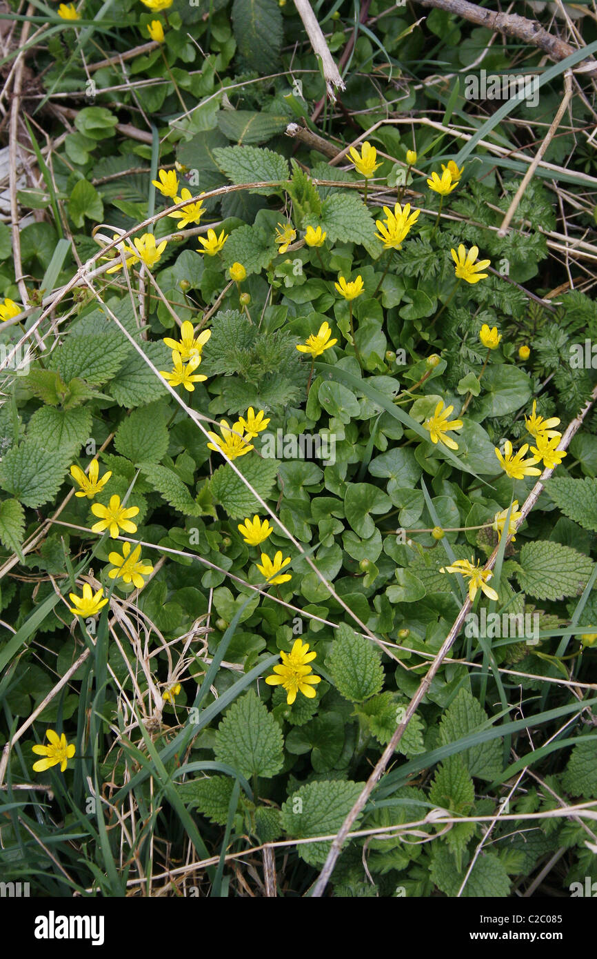Lesser Celendine on bank of River Ryton, Worksop, Notts, England ...