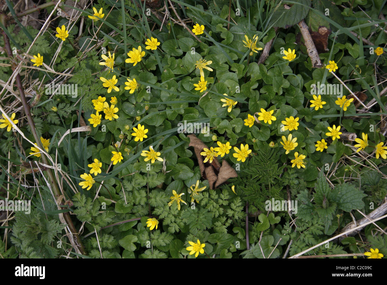 River ryton worksop hi-res stock photography and images - Alamy
