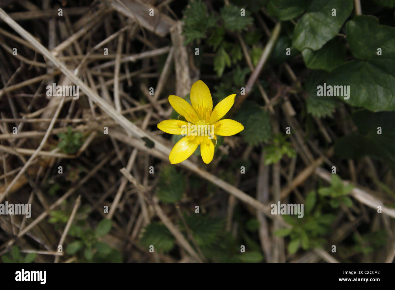 Lesser Celendine on bank of River Ryton, Worksop, Notts, England ...