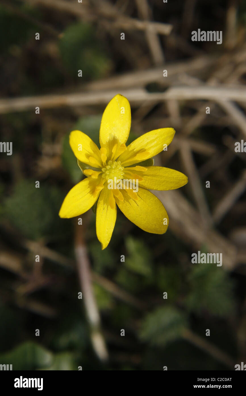Lesser Celendine on bank of River Ryton, Worksop, Notts, England ...
