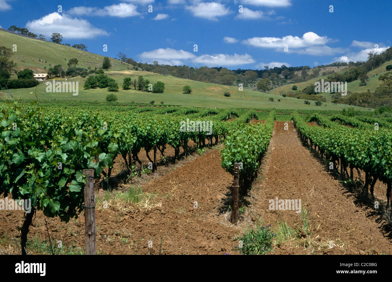 The soil in the Barossa Valley varies considerably but many parts are ...