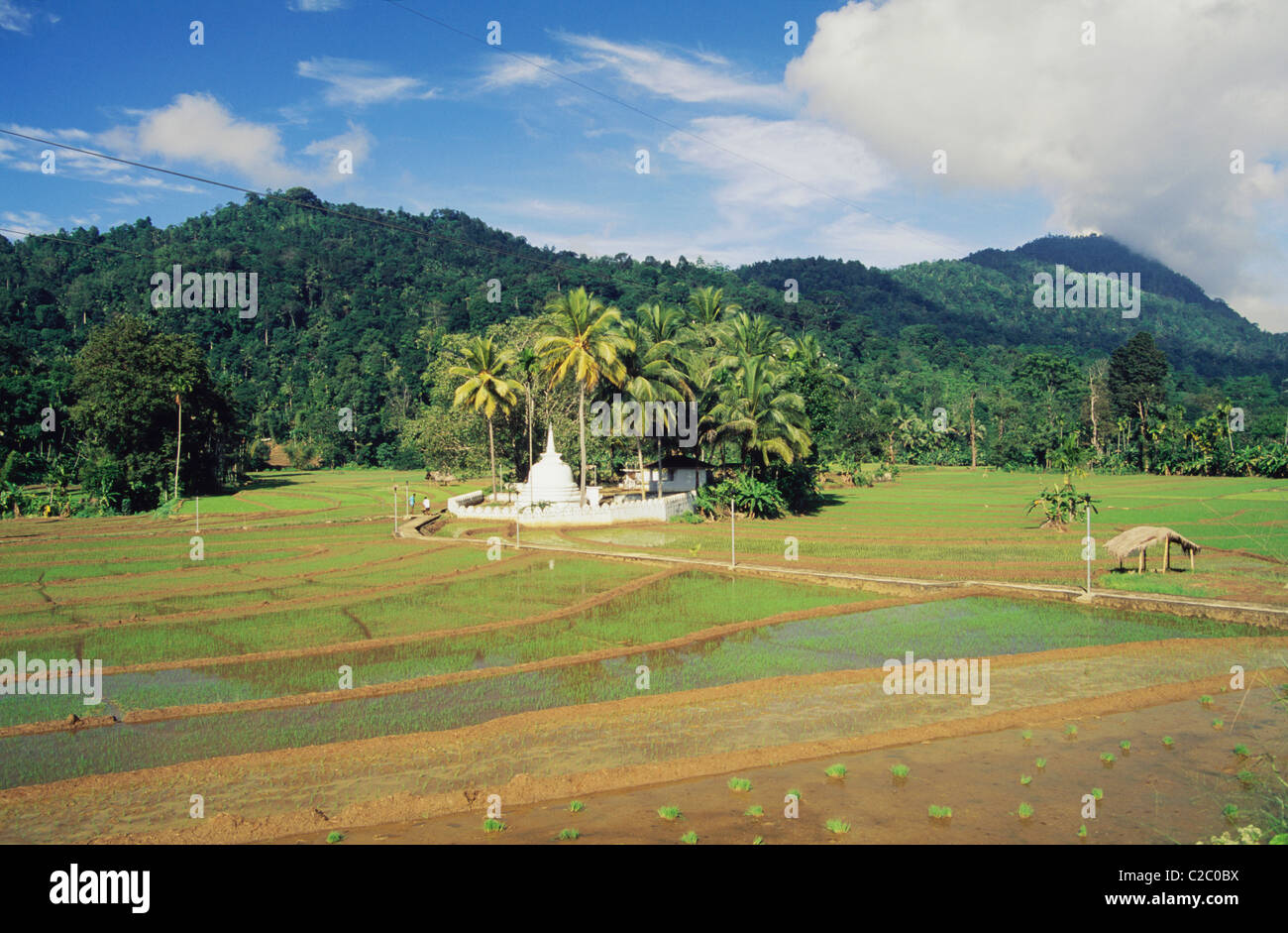 Paddy Fields Sri Lanka Stock Photo - Alamy