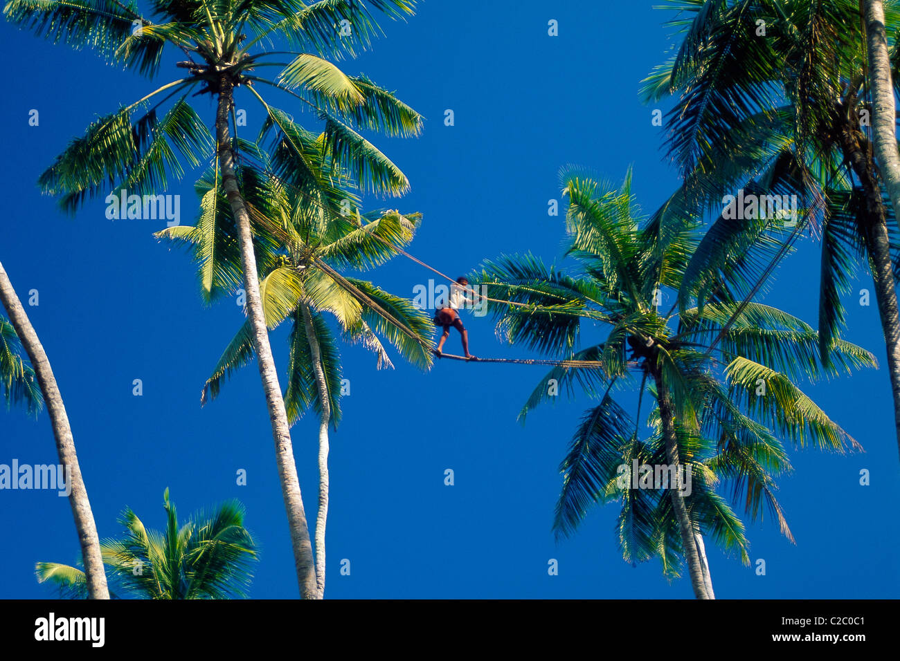 Toddy Tapper Sri Lanka Stock Photo - Alamy
