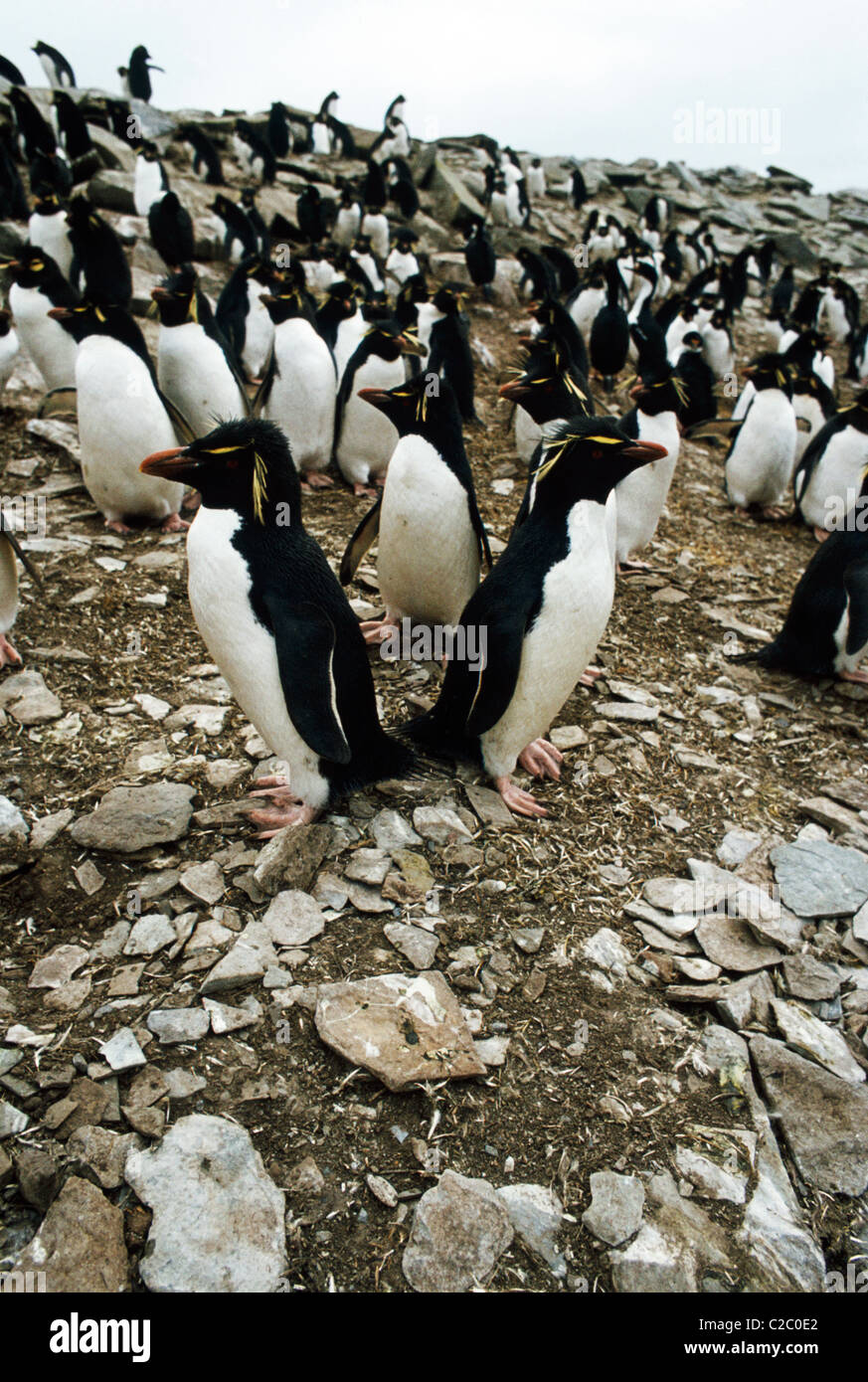 Sea Bird/ Animal Falkland Islands Stock Photo - Alamy