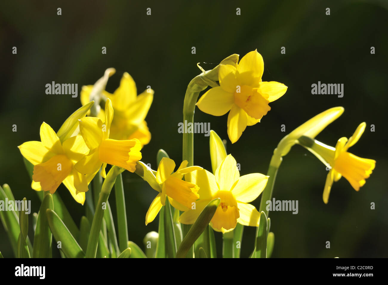 Mini daffodil hi-res stock photography and images - Alamy