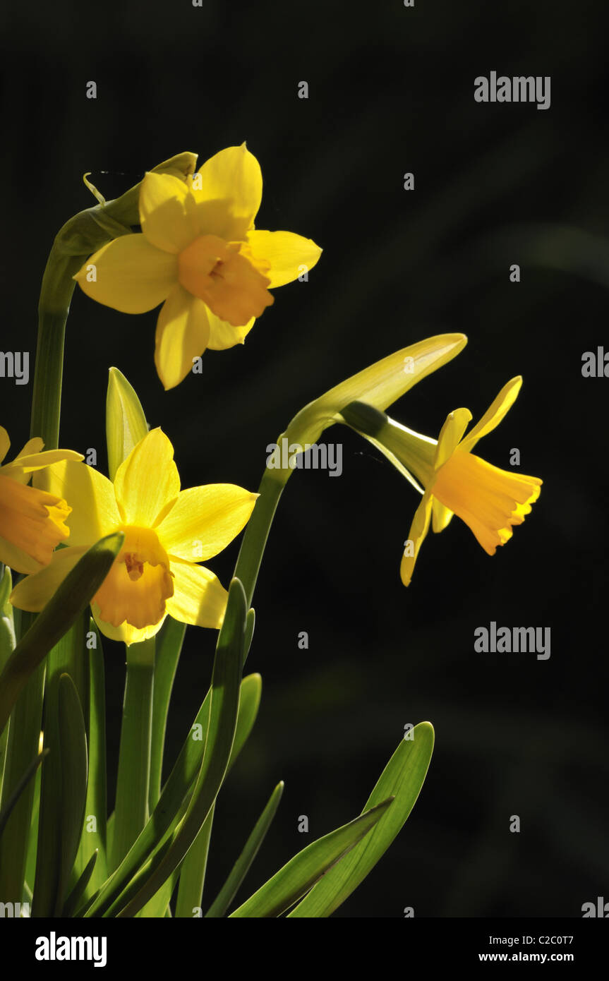 Mini daffodils hi-res stock photography and images - Alamy