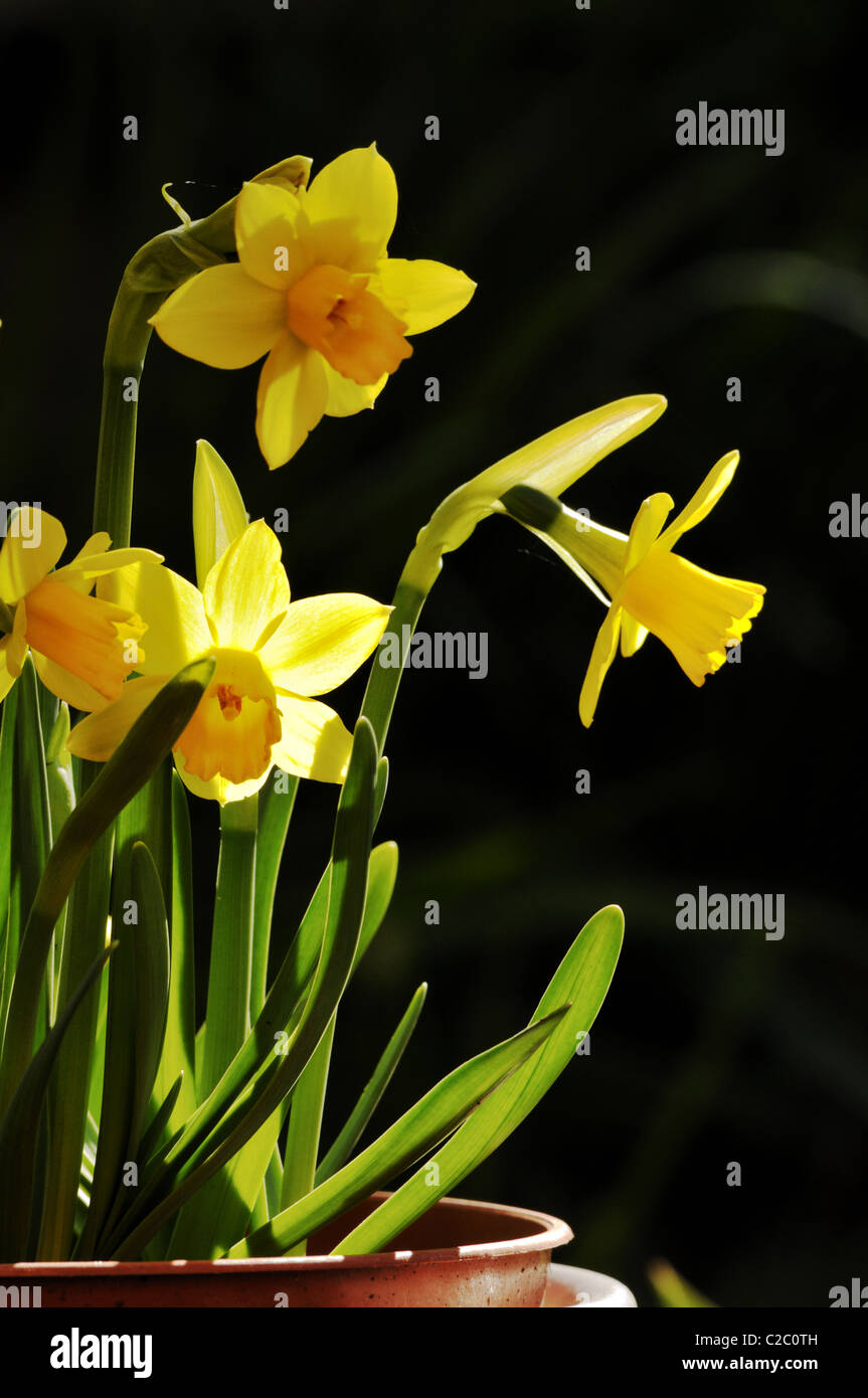 Mini daffodils hi-res stock photography and images - Alamy