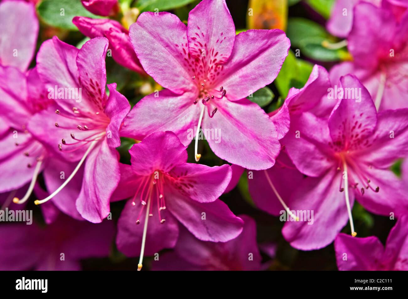 Azalea hi-res stock photography and images - Alamy