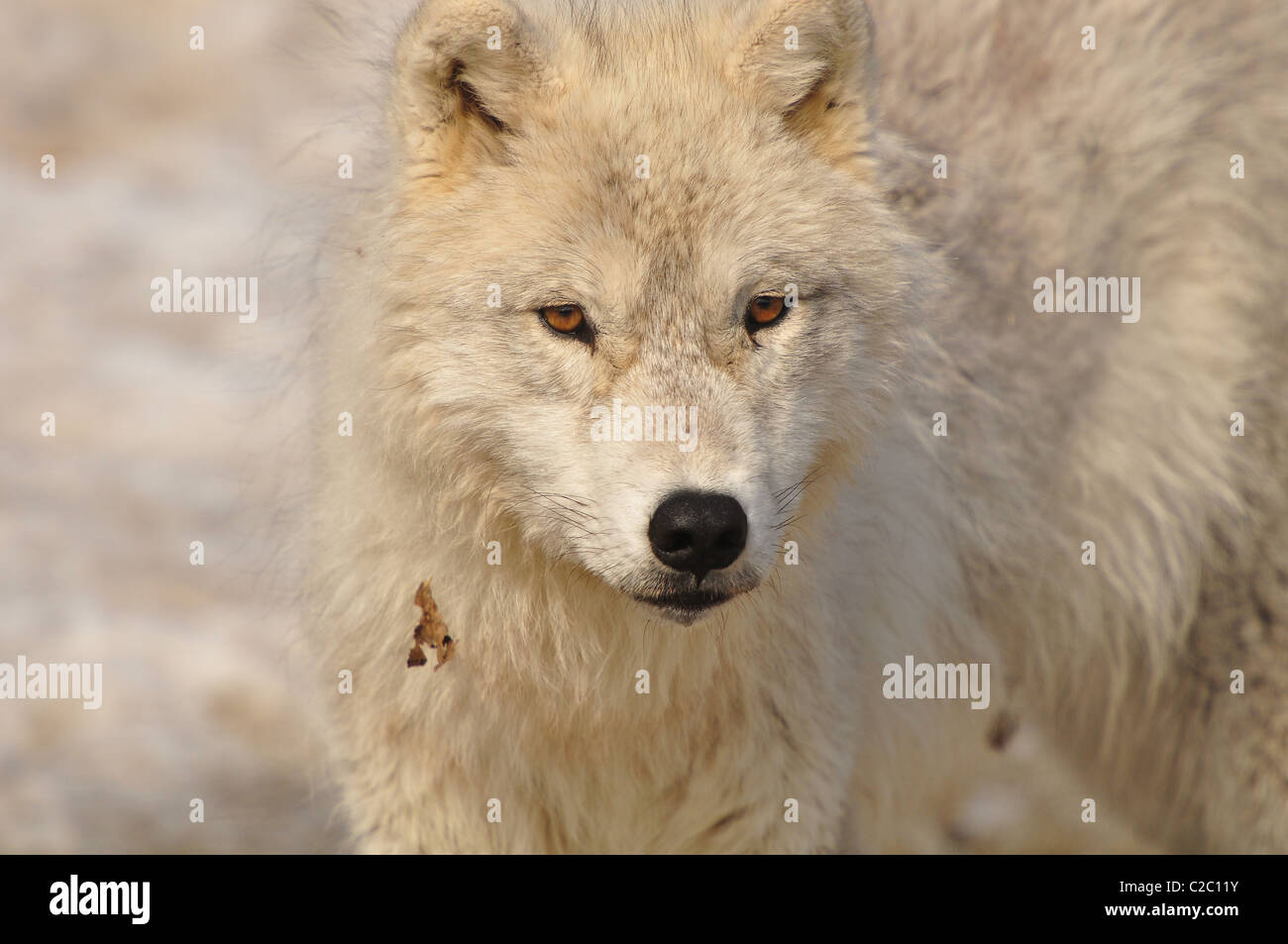 Quebec wolf hi-res stock photography and images - Alamy
